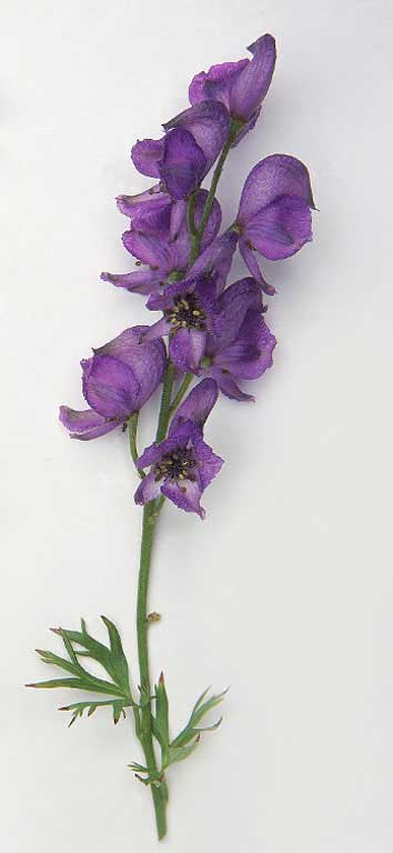 Hieronder een afbeelding van monnikskap: